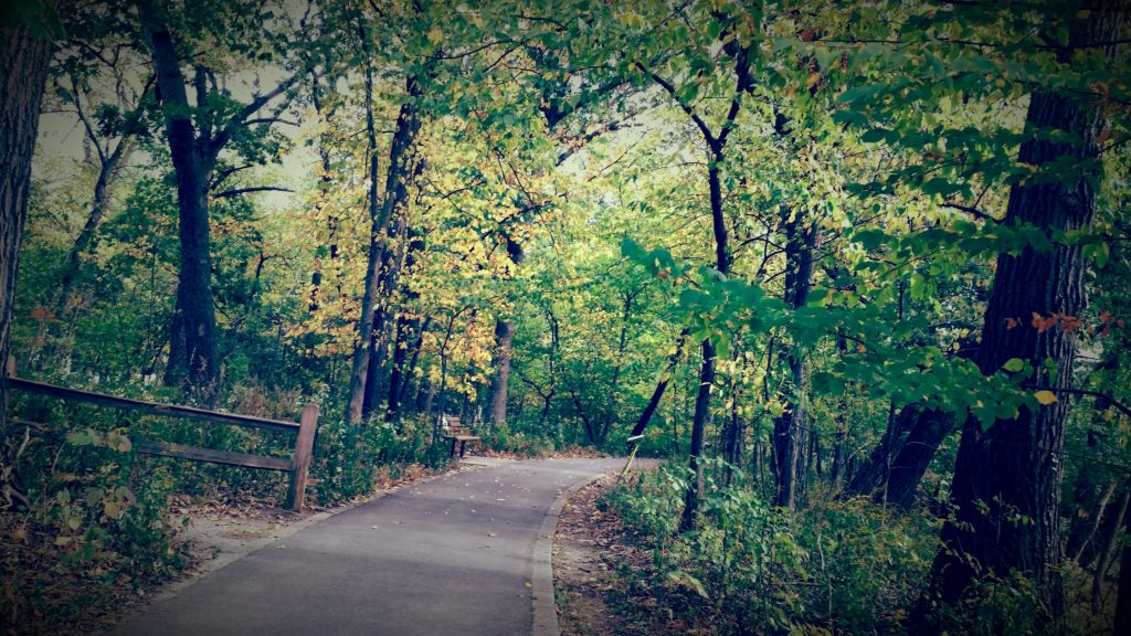 Forest bathing in Cook County Preserves