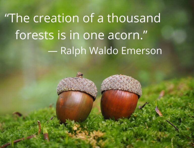 Trees = Connection + Comfort + Celebration