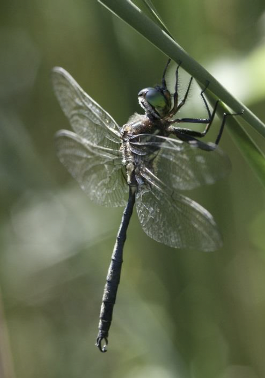 Restoration Support for Spring Lake Nature Preserve